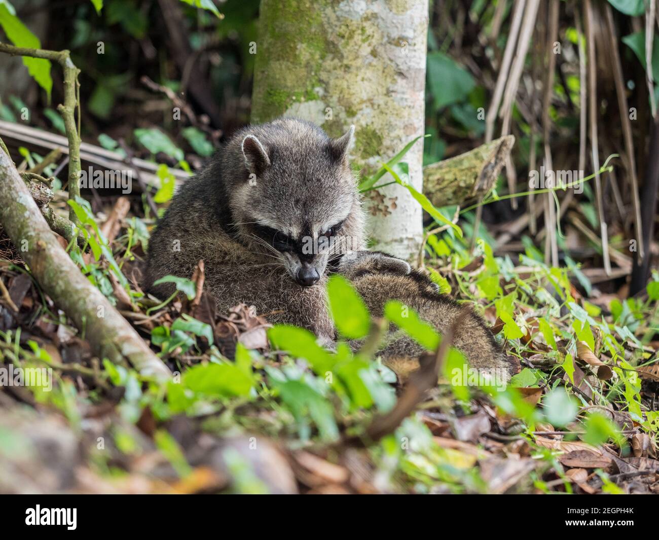 Fur scratches hi-res stock photography and images - Alamy