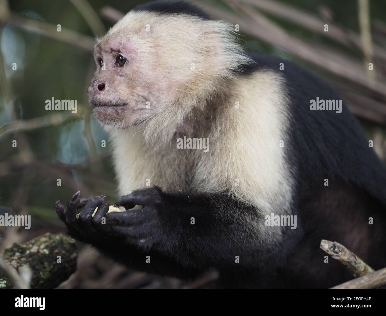 Capuchin monkey portrait Stock Photo - Alamy