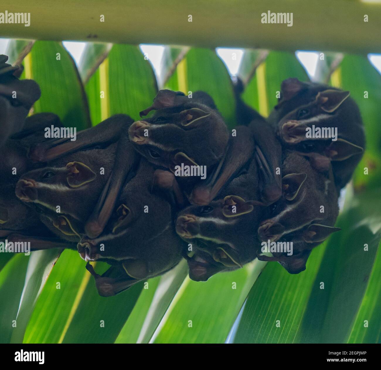 Bats hanging together from a palm leaf in Central America Stock Photo ...