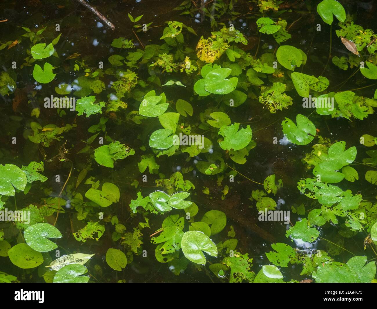 Jungle floor hi-res stock photography and images - Alamy