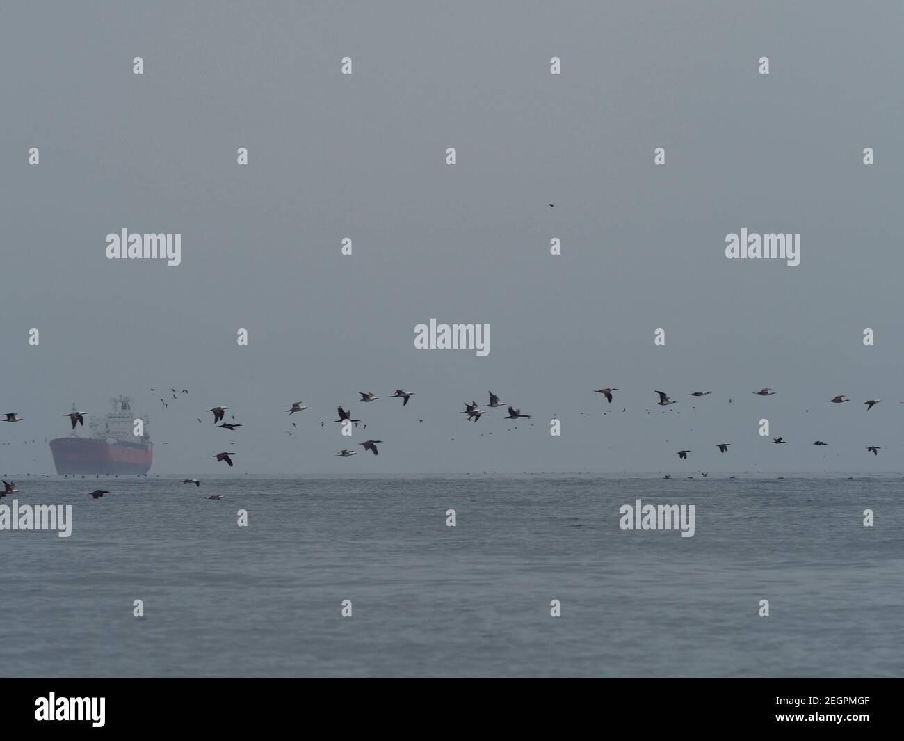 Birds fly in line in front of cargo ship at sea, Ballestas islands ...