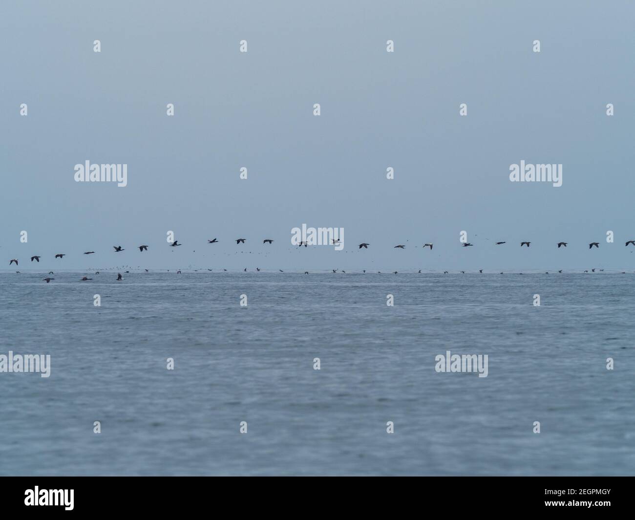 Birds fly in line over the ocean, Ballestas islands Stock Photo - Alamy