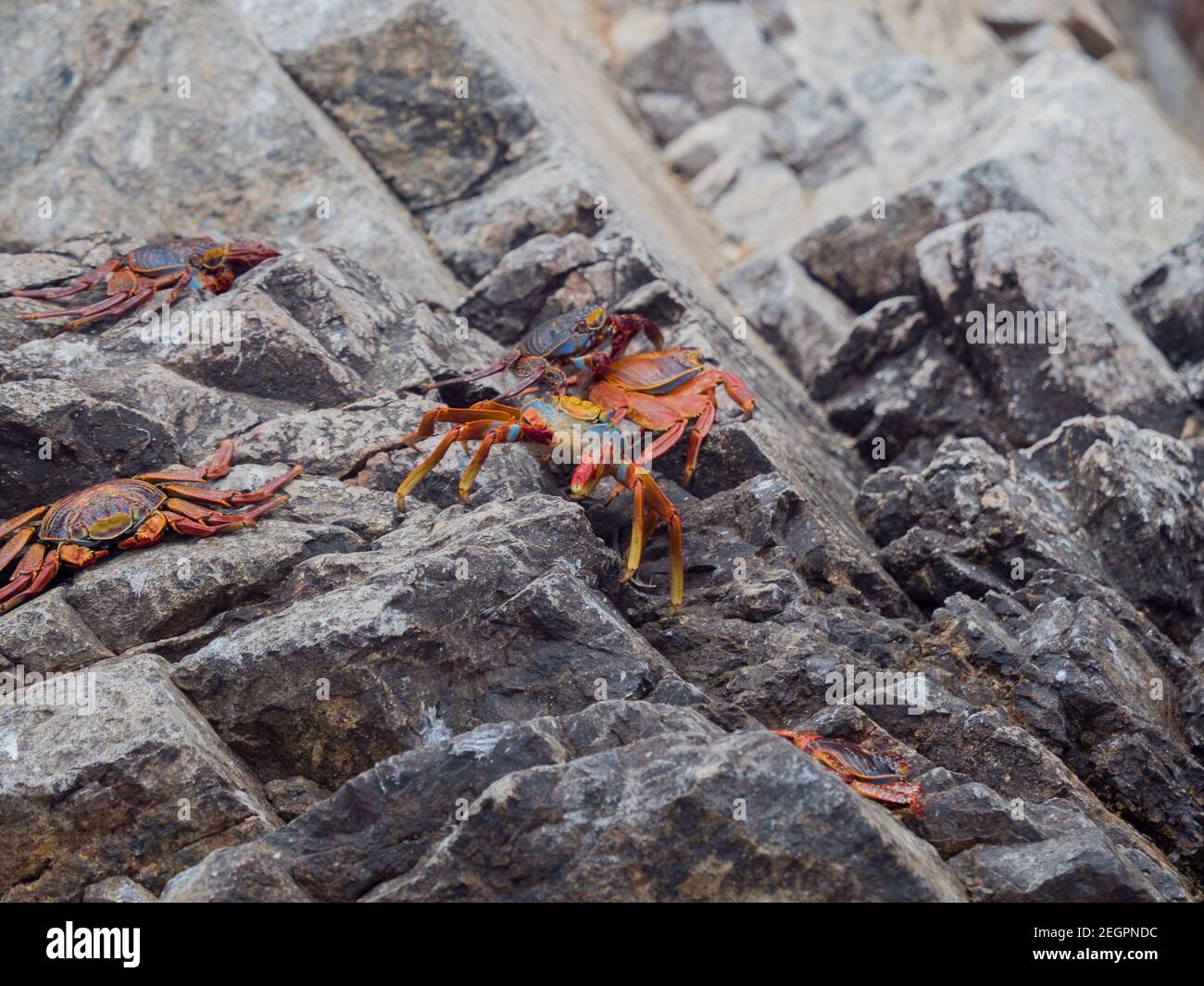 Orange and blue crabs congregate over the rocks at Ballestas Islands ...