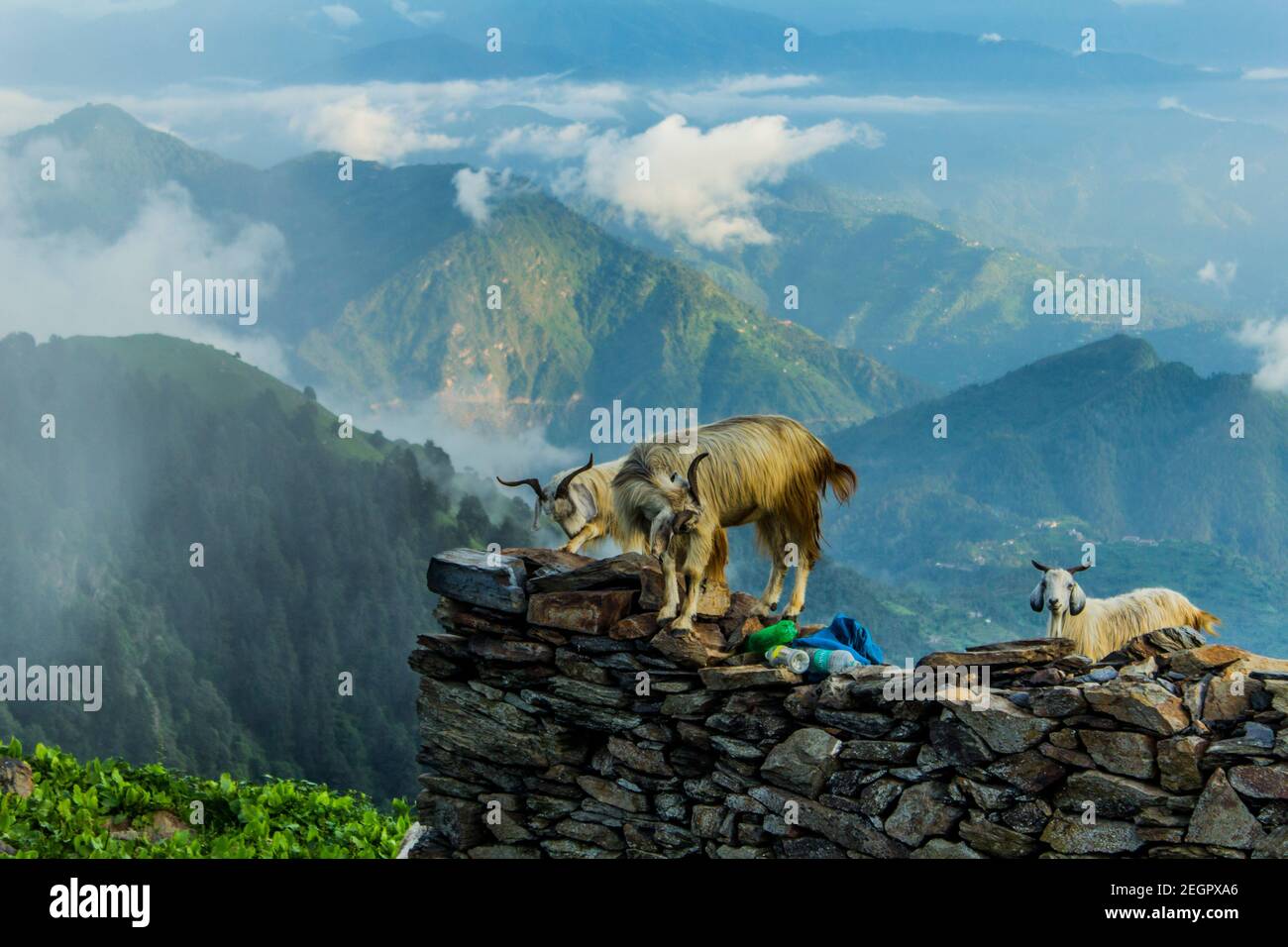A flock of sheep sitting on a mountain Stock Photo - Alamy