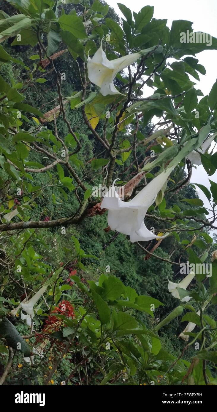 Borrachero tree hi-res stock photography and images - Alamy