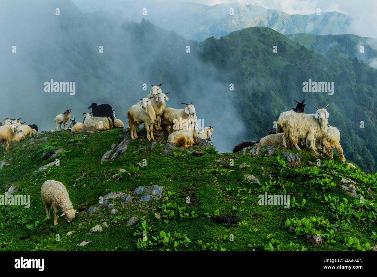 A flock of sheep sitting on a mountain Stock Photo - Alamy