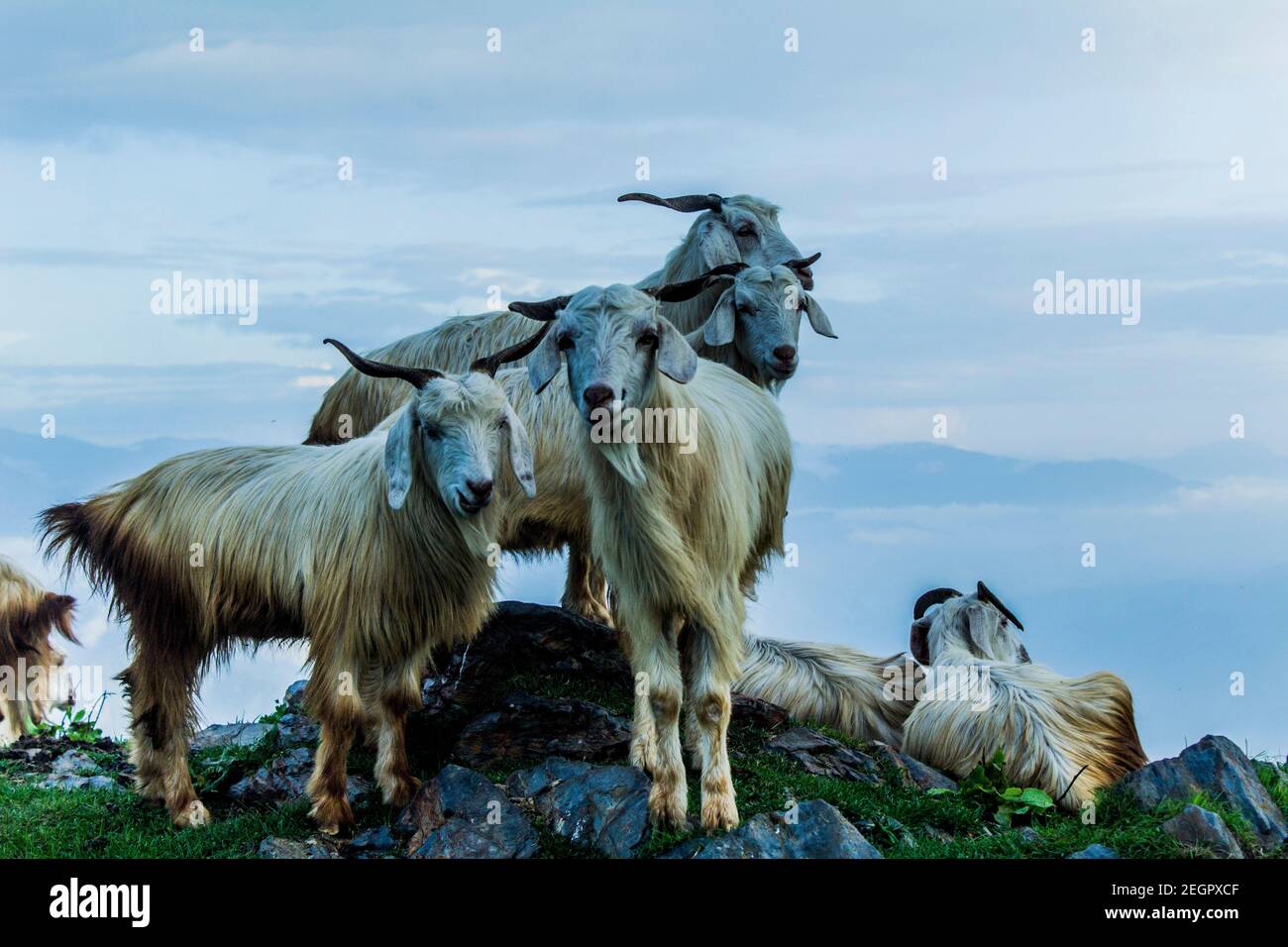 A flock of sheep sitting on a mountain Stock Photo - Alamy