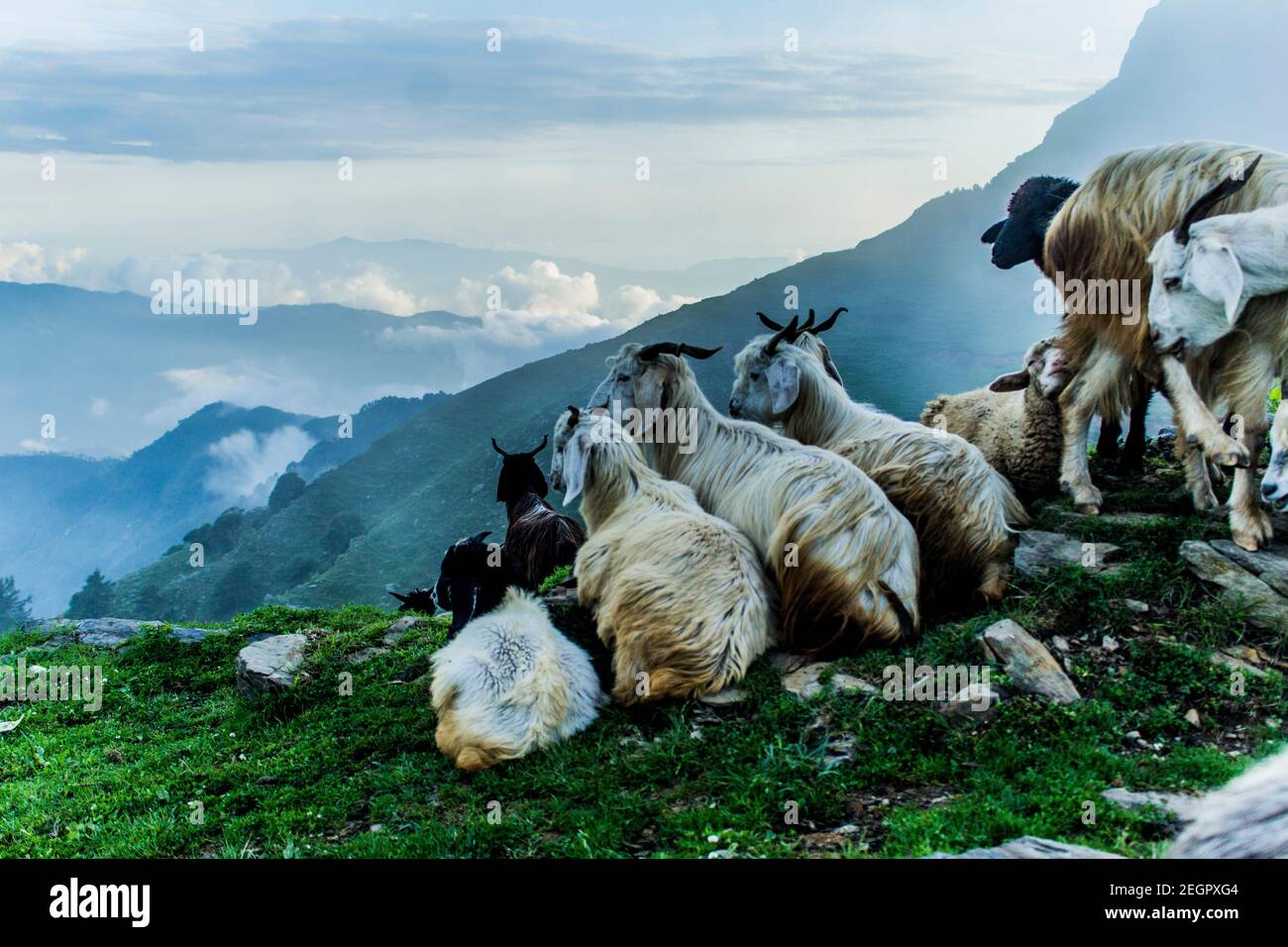 A flock of sheep sitting on a mountain Stock Photo - Alamy