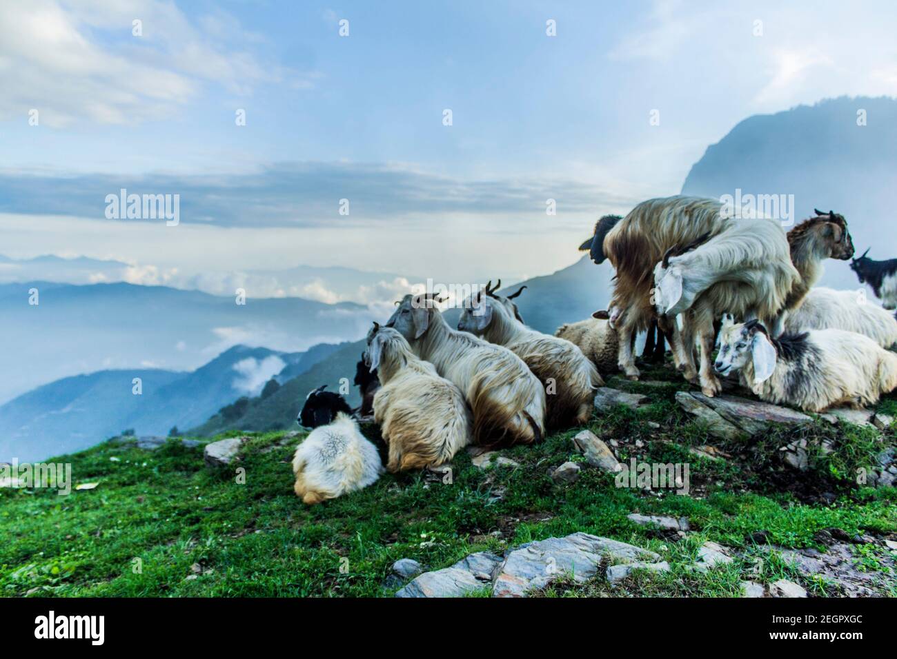 A flock of sheep sitting on a mountain Stock Photo - Alamy
