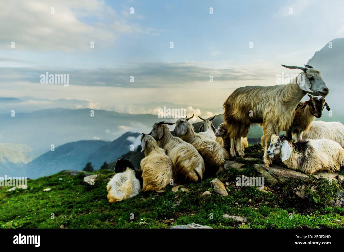 A flock of sheep sitting on a mountain Stock Photo - Alamy