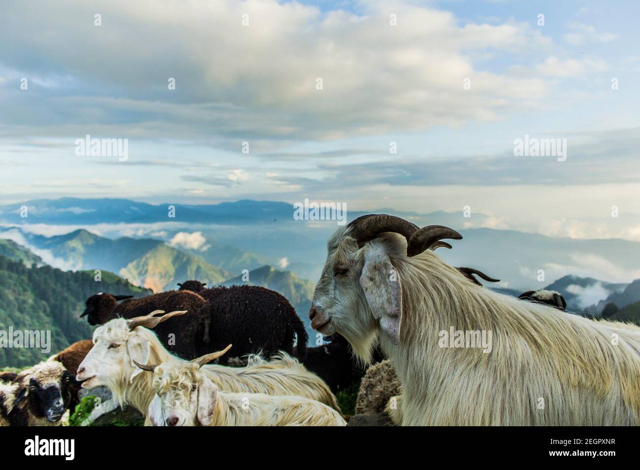 A flock of sheep sitting on a mountain Stock Photo - Alamy