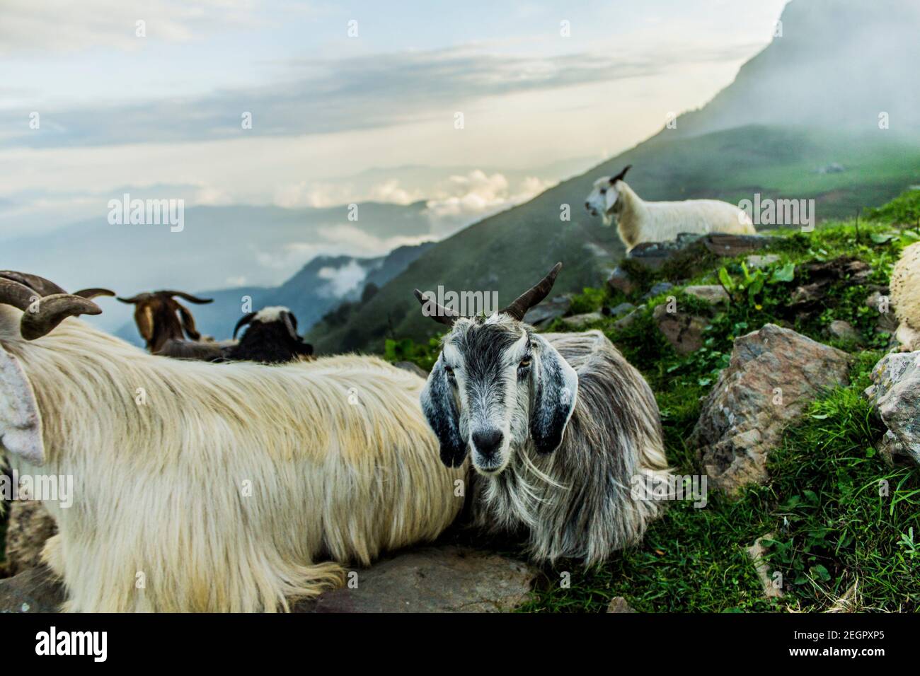 A flock of sheep sitting on a mountain Stock Photo - Alamy