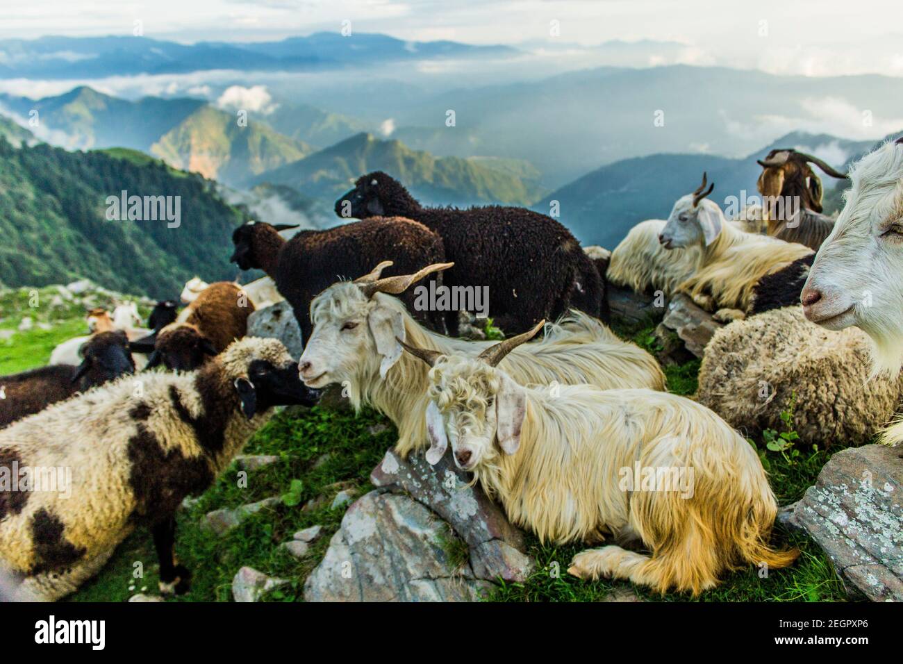 A flock of sheep sitting on a mountain Stock Photo - Alamy