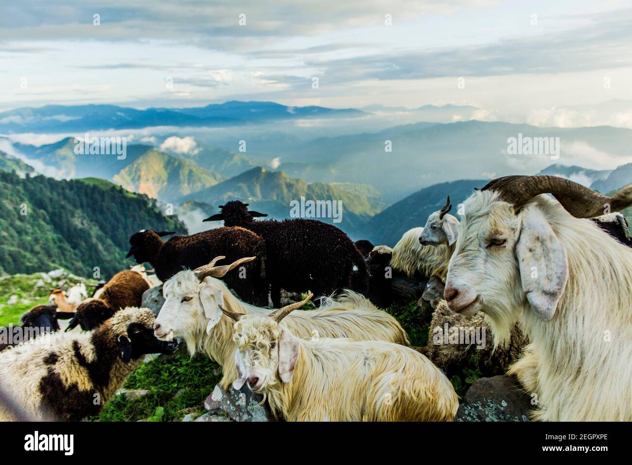 A flock of sheep sitting on a mountain Stock Photo - Alamy