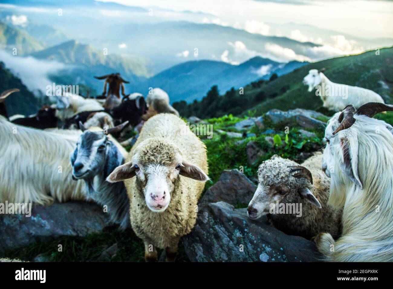 A flock of sheep sitting on a mountain Stock Photo - Alamy