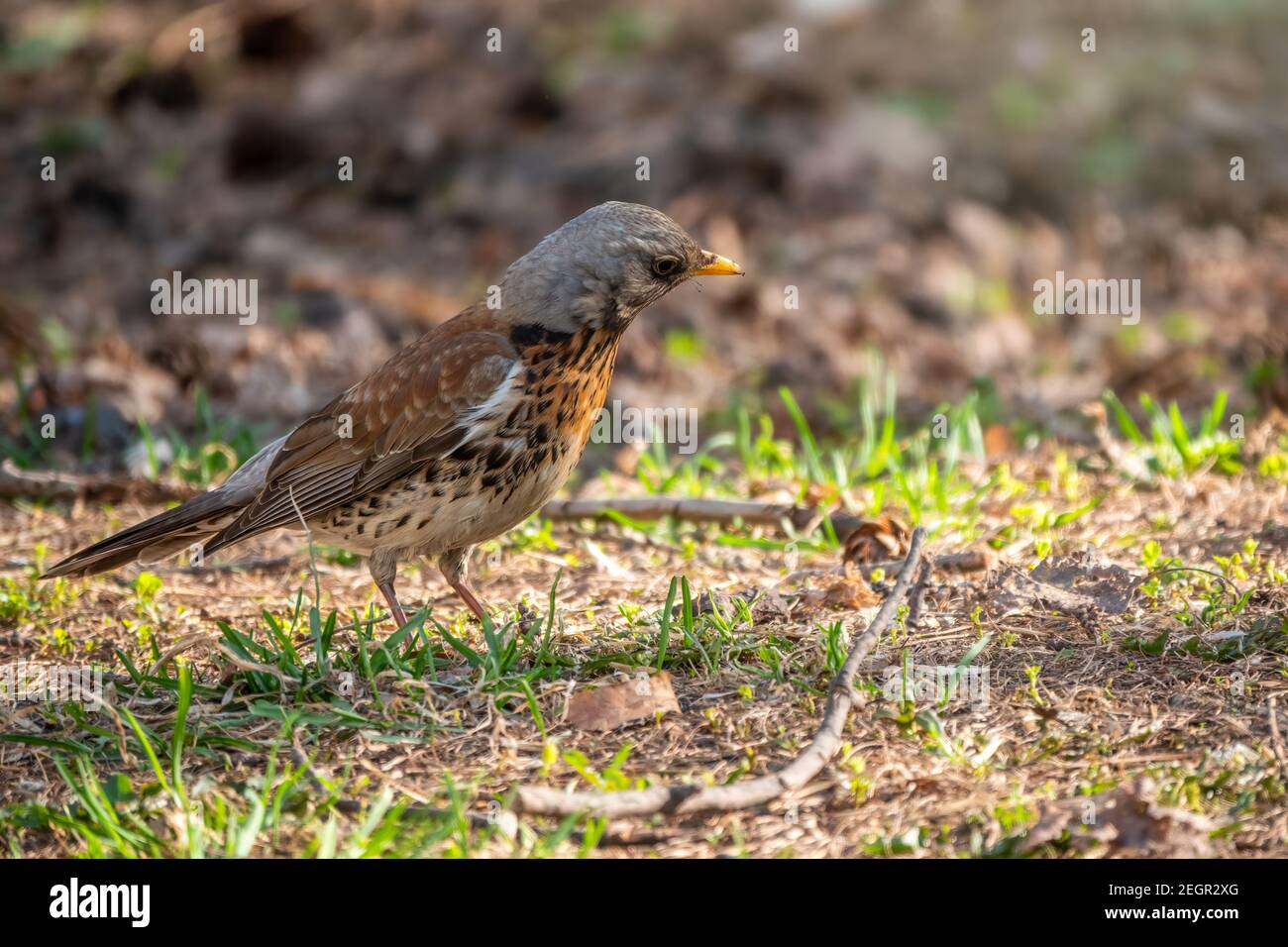 Fieldfare on a spring lawn. Fieldfare, Turdus pilaris. Close-up of ...