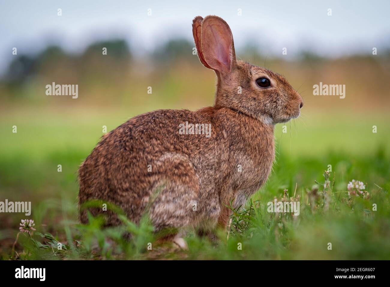 An Eastern Cottontail rabbit (Sylvilagus floridanus) in the grass ...