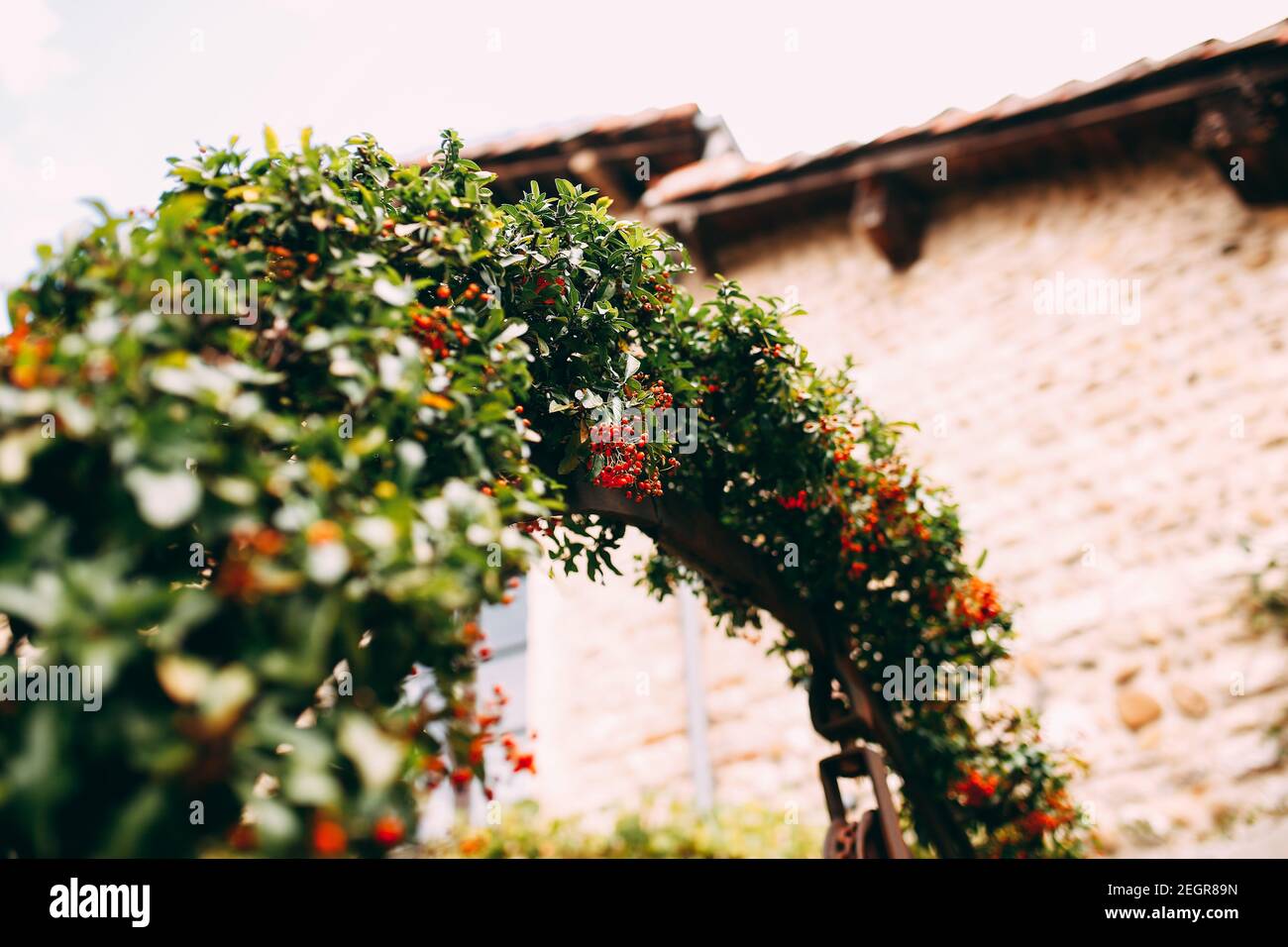 Red ivy old house hi-res stock photography and images - Alamy