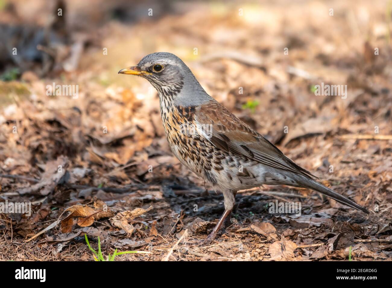 Collecting worms food lawn hi-res stock photography and images - Alamy