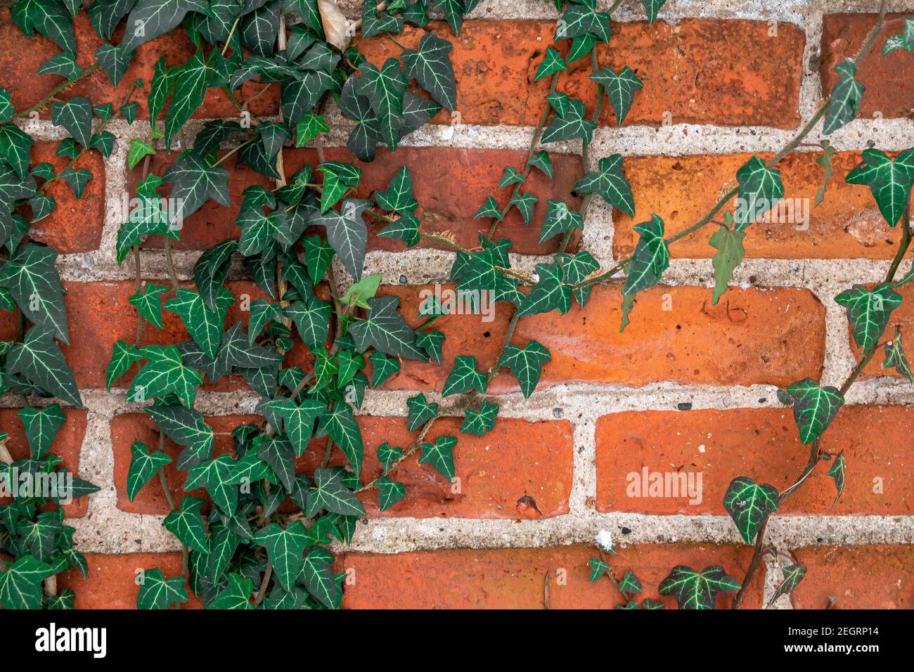 Closeup of English ivy creeping on a red brick wall Stock Photo - Alamy