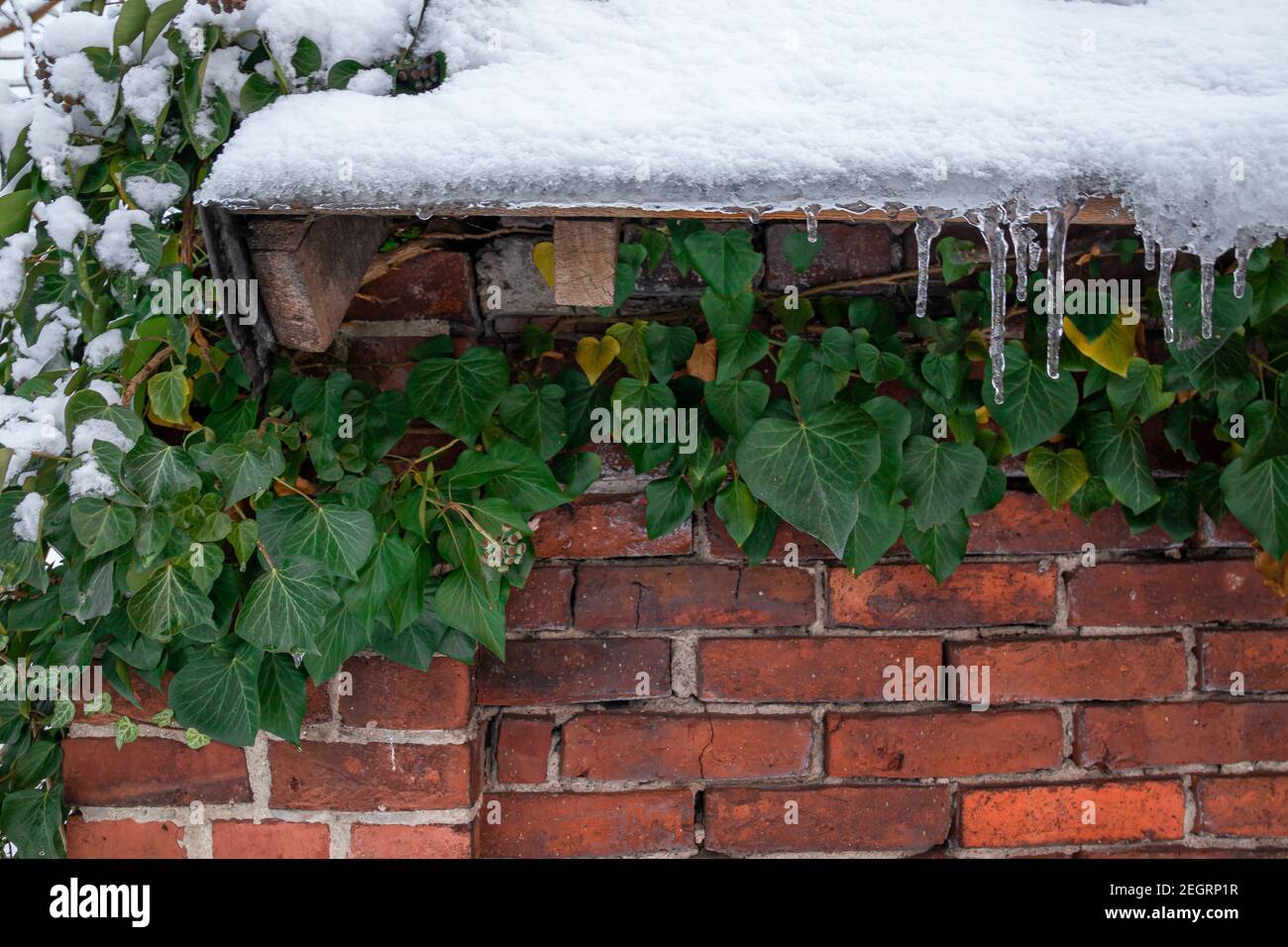 Closeup of English ivy creeping on a red brick wall with snow on roof ...