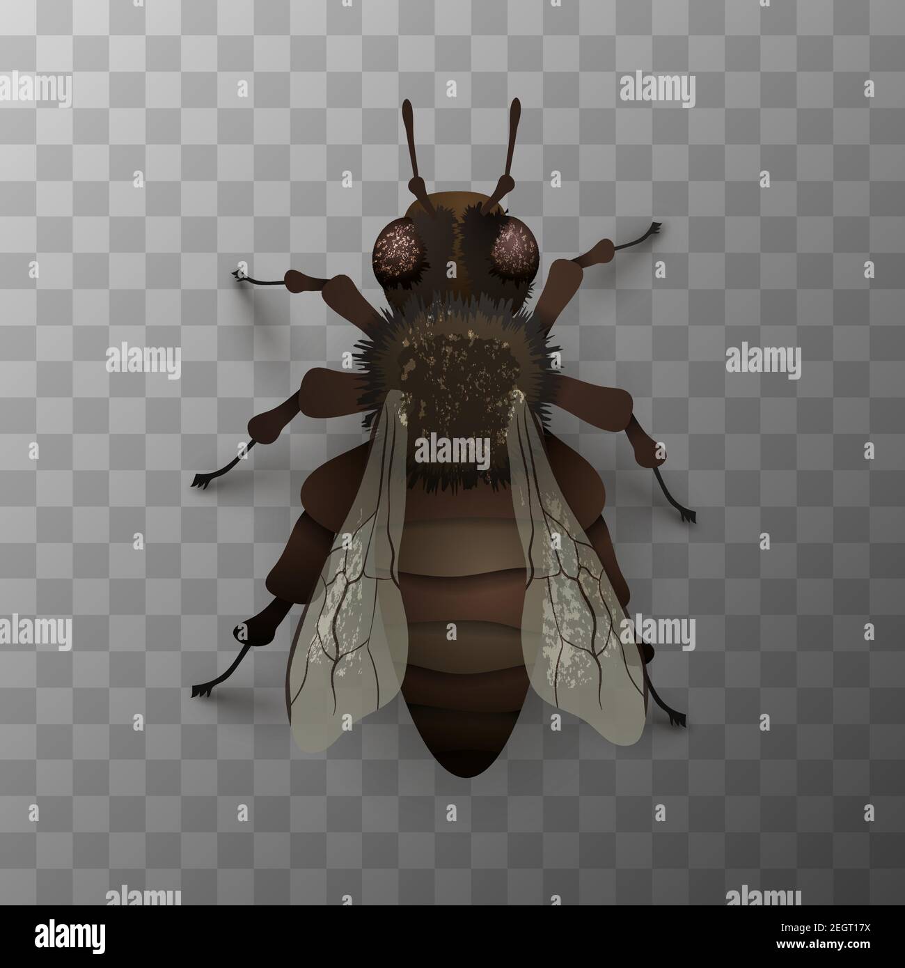 Detailed realistic fly, insect on transparent background Stock Vector ...