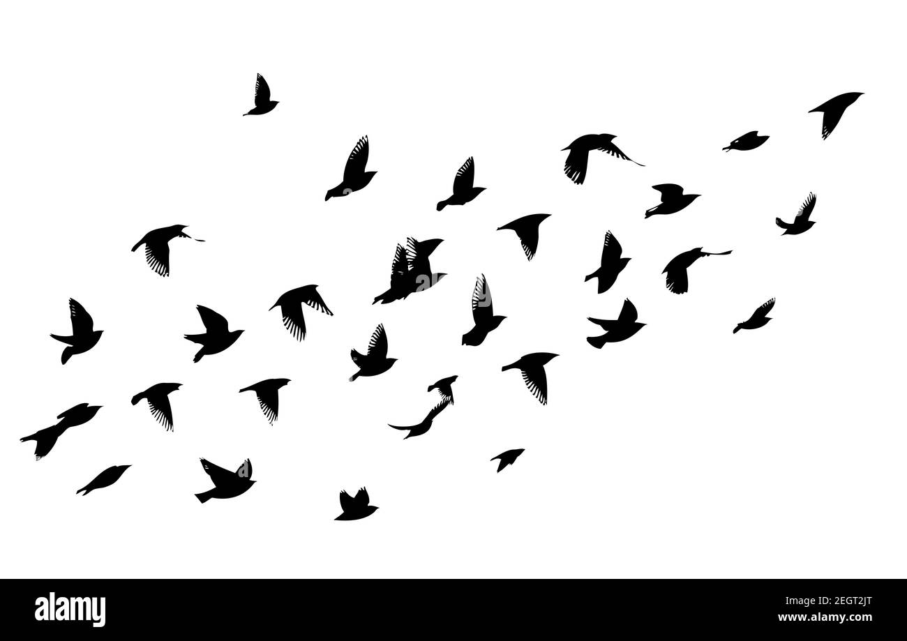 Pigeons illustration birds aves pigeons Cut Out Stock Images & Pictures ...