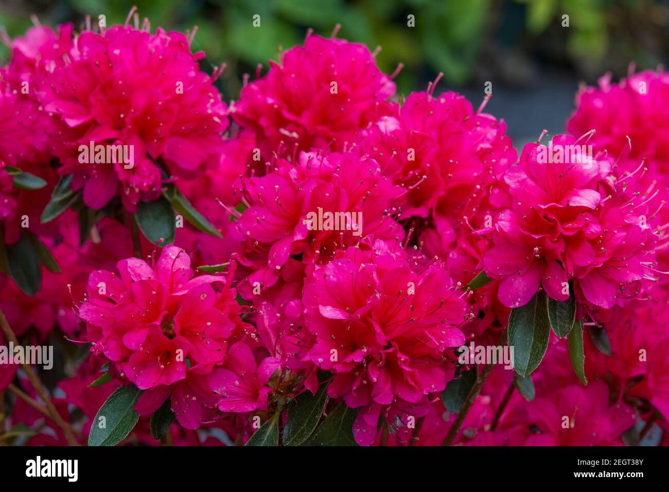 Pink azalea in the greenhouse hi-res stock photography and images - Alamy