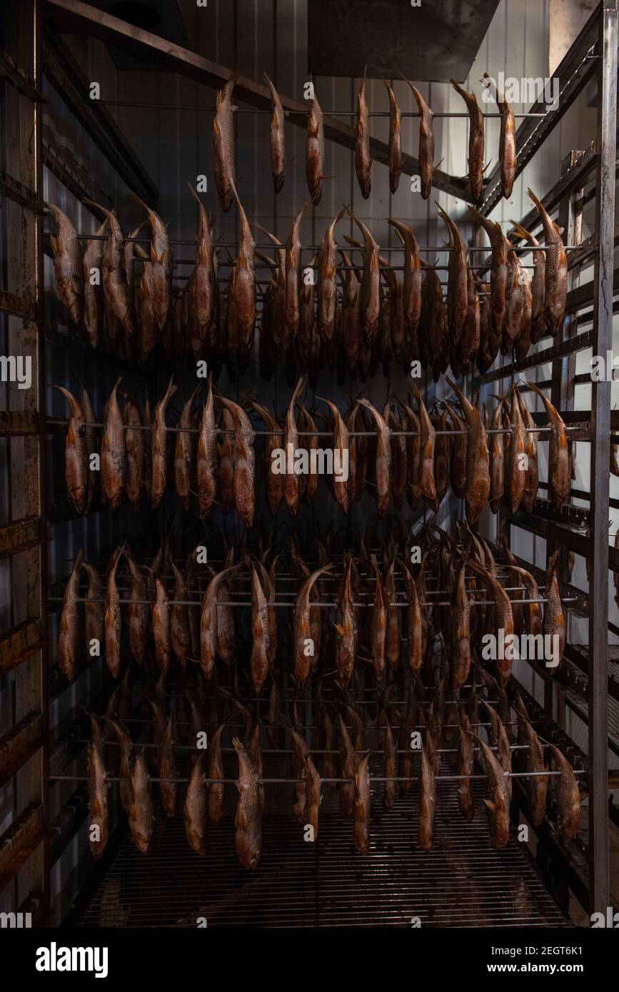 Smoked fish production concept: smoked fish in smokehouse box Stock ...