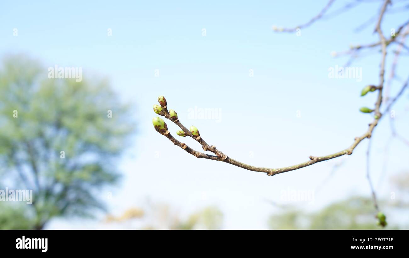 Mulberry or Morus plant branch closeup with new growing buds. Sahtoot ...