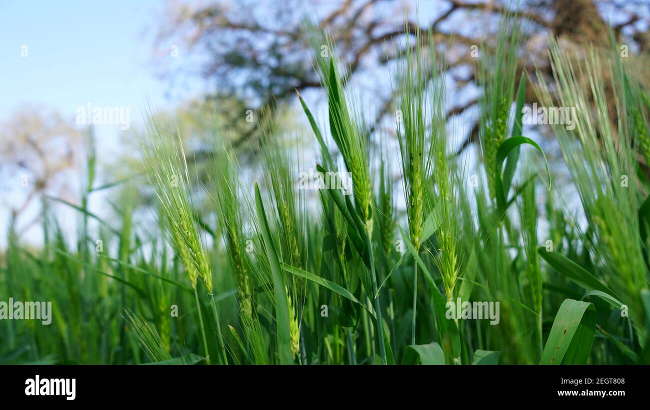 Rye spike triticale hi-res stock photography and images - Alamy