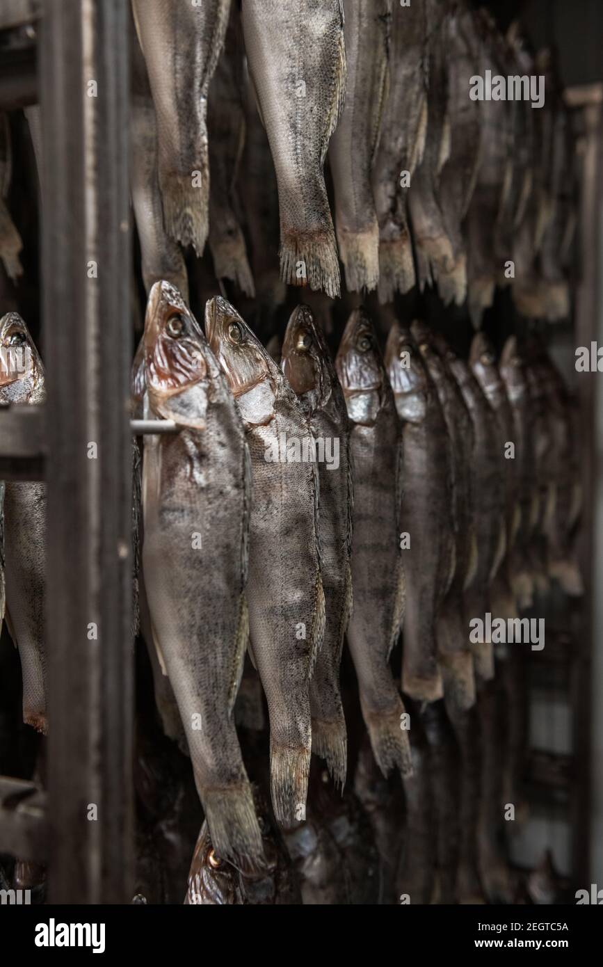 Smoked fish production concept: smoked fish in smokehouse box Stock ...
