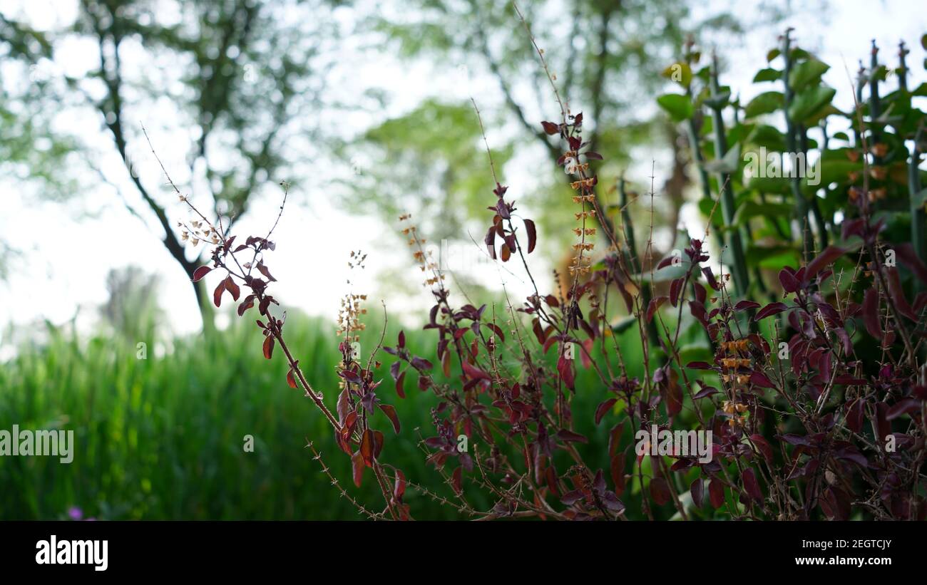 Purple flower of Basil or Tulsi with green growing leaves. Ocimum ...