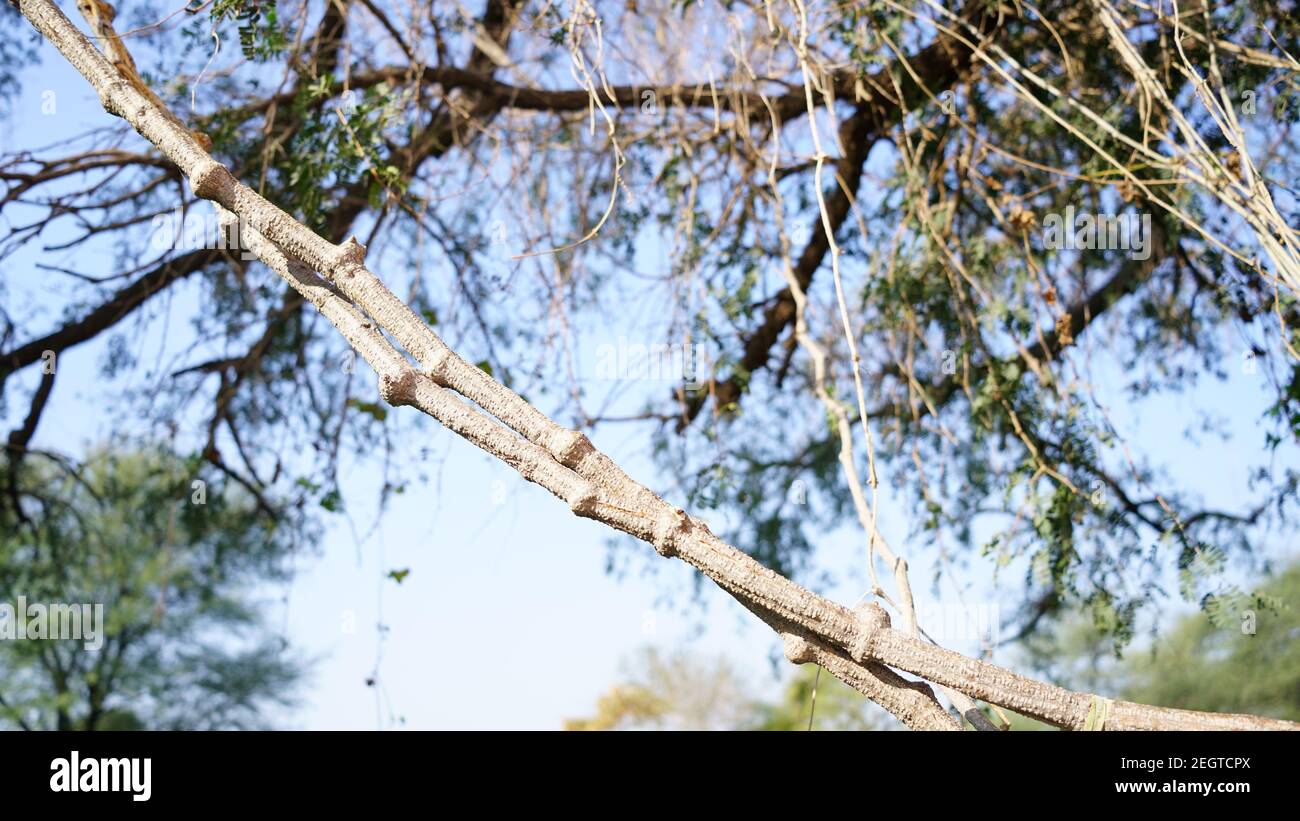 White creeper stem of Parwal or Trichosanthes Dioica closeup. Parwal ...