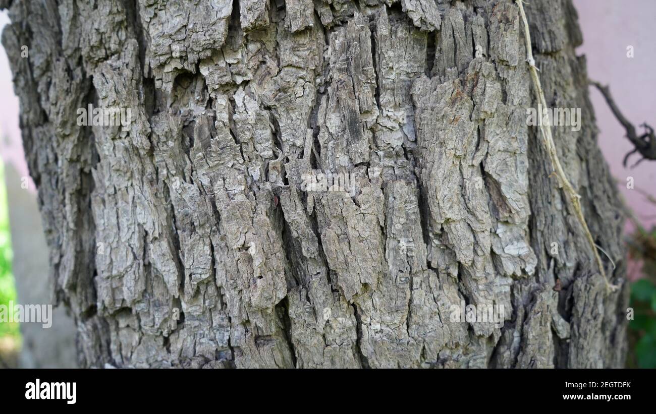 Bark texture or Tree trunk of Khejri or Prospis Cineraria. Outer layer ...