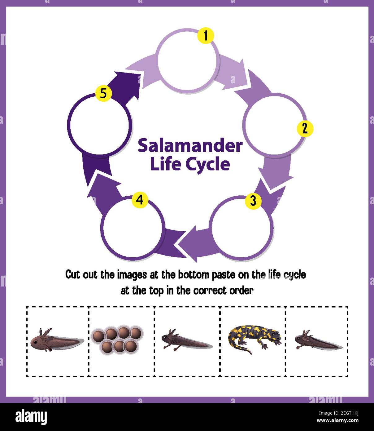 Salamander Life Cycle Diagram illustration Stock Vector Image & Art - Alamy
