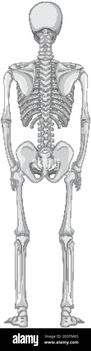 Back view of skeleton isolated on white background illustration Stock ...