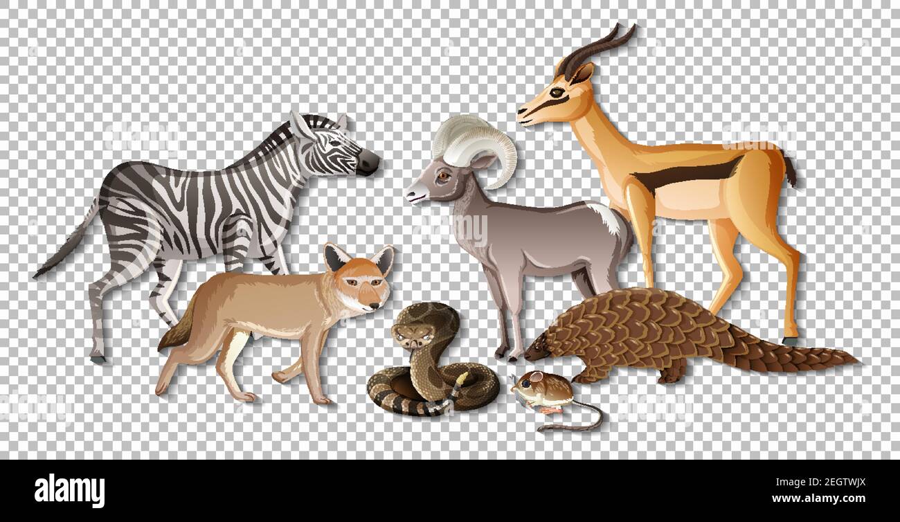 Group of wild african animals on transparent background illustration ...