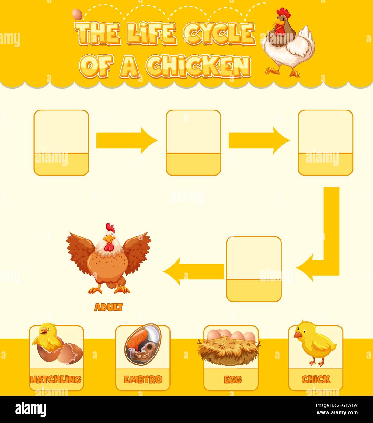 Diagram showing life cycle of Chicken illustration Stock Vector Image ...