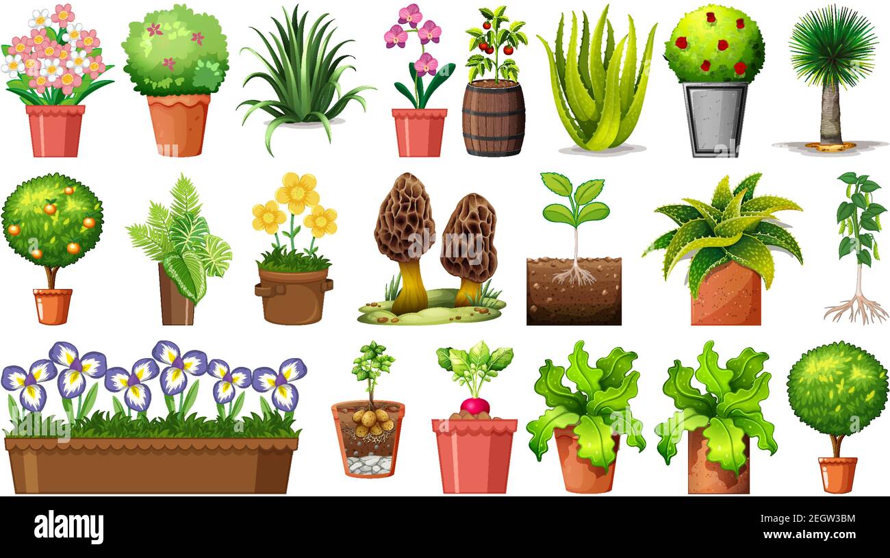 Set of different plants in pots isolated on white background ...