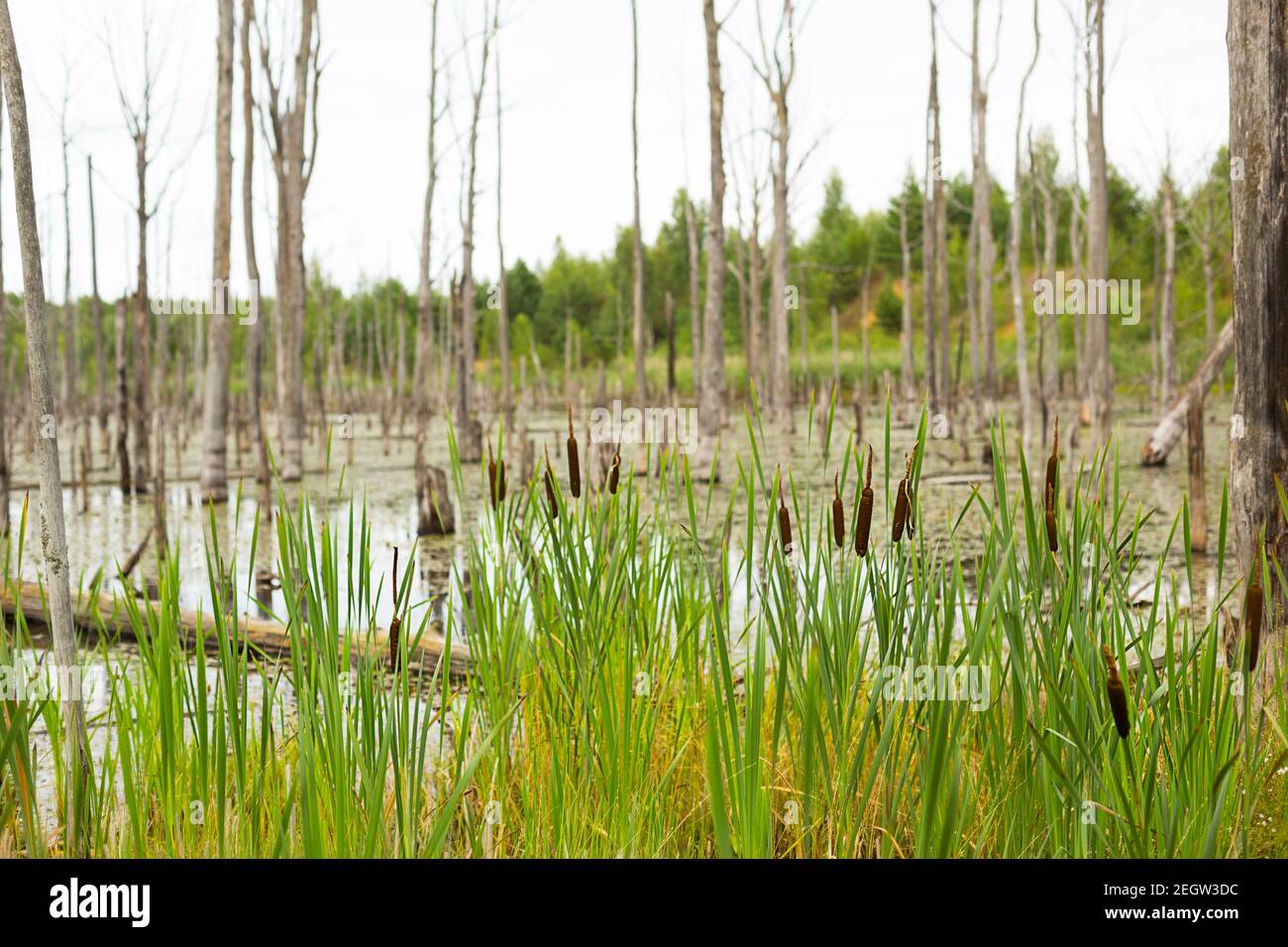 A swamp with dry dead trees, logs, and flowering cattails. Natural ...