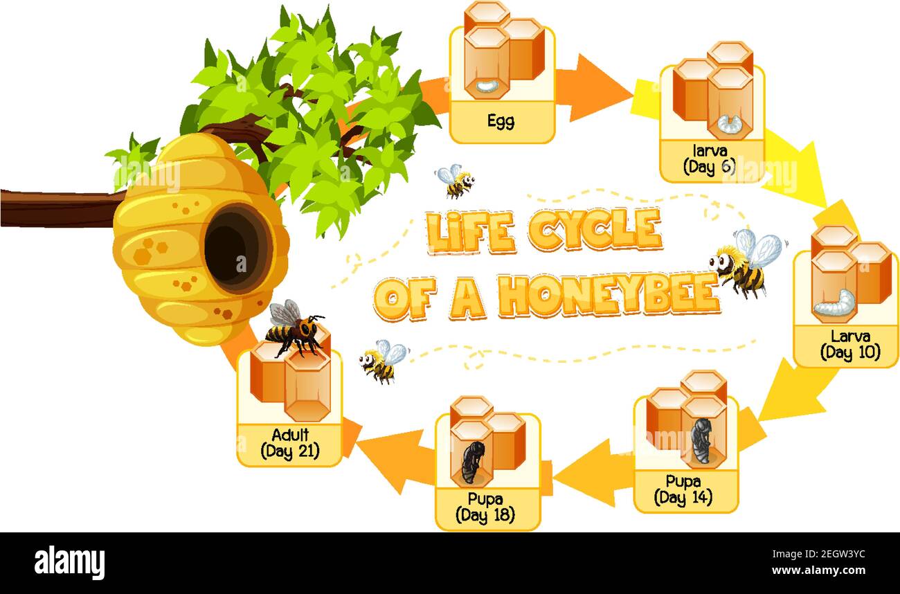 Diagram showing life cycle of Honey Bee illustration Stock Vector Image ...