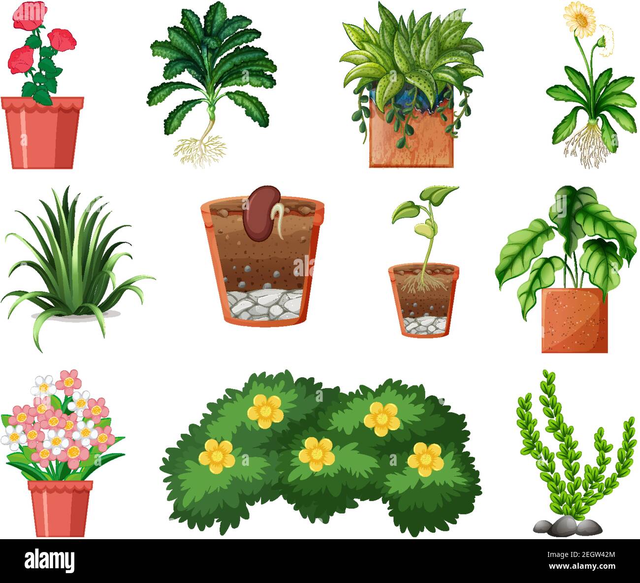 Set of different plants in pots isolated on white background ...