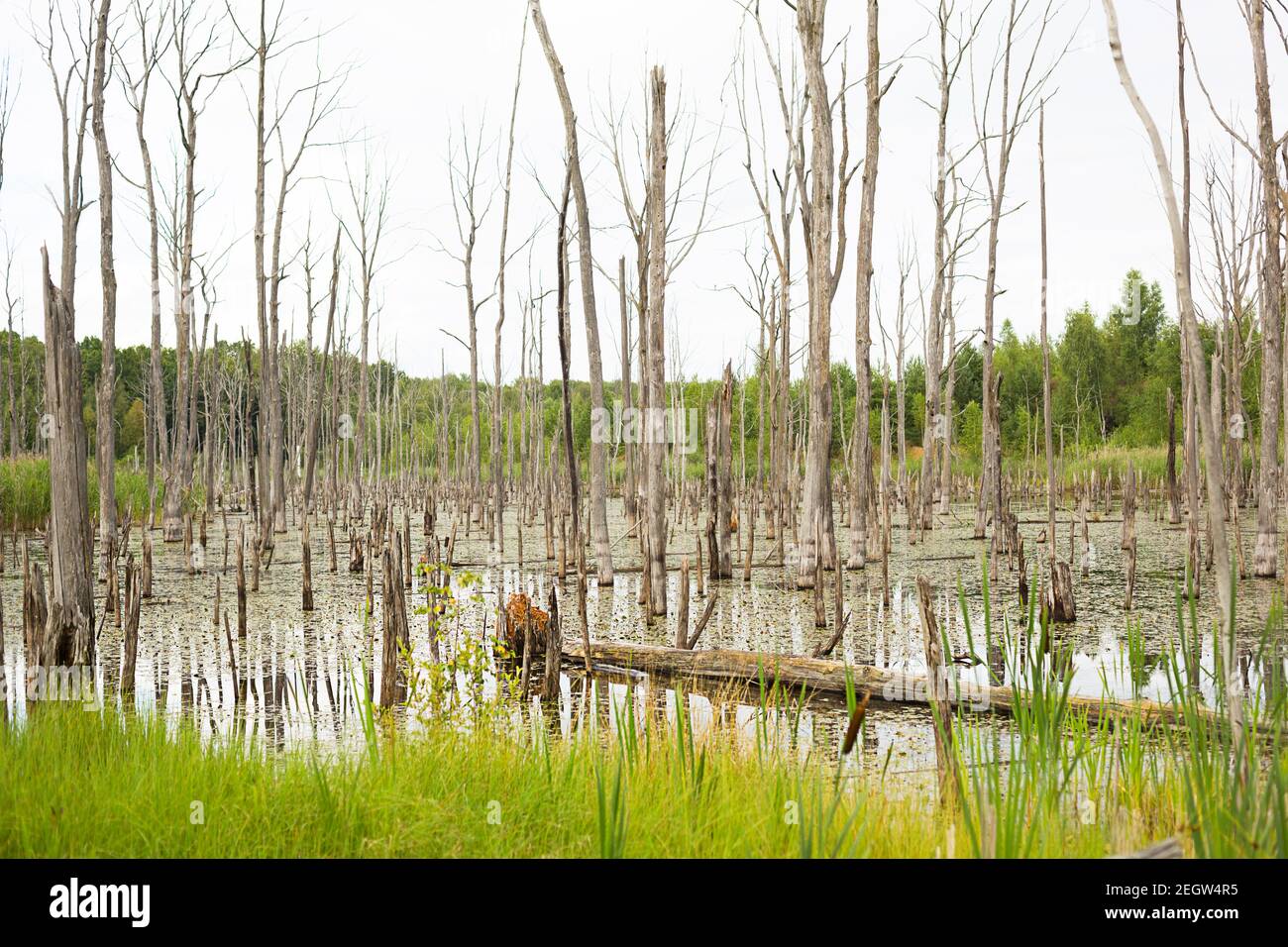 A swamp with dry dead trees, logs, and flowering cattails. Natural ...