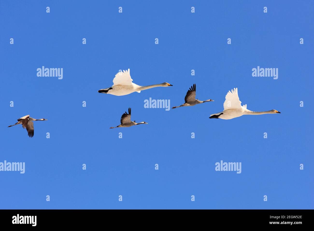 Two different teams, species of birds in the sky. Cygnus cygnus ...