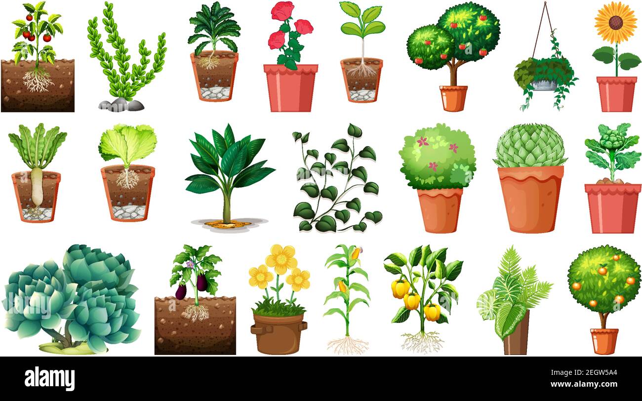 Set of different plants in pots isolated on white background ...