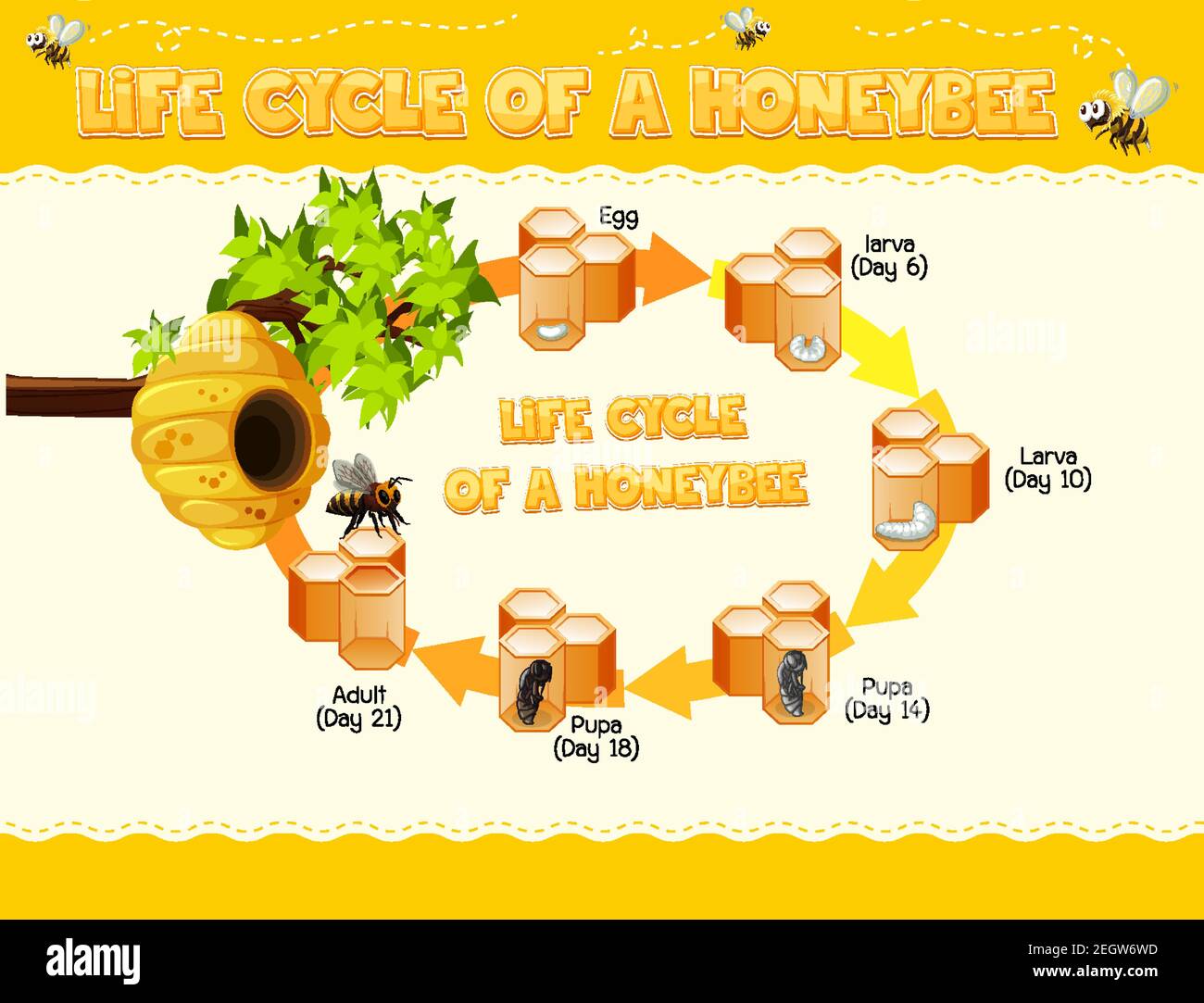 Diagram showing life cycle of Honey Bee illustration Stock Vector Image ...