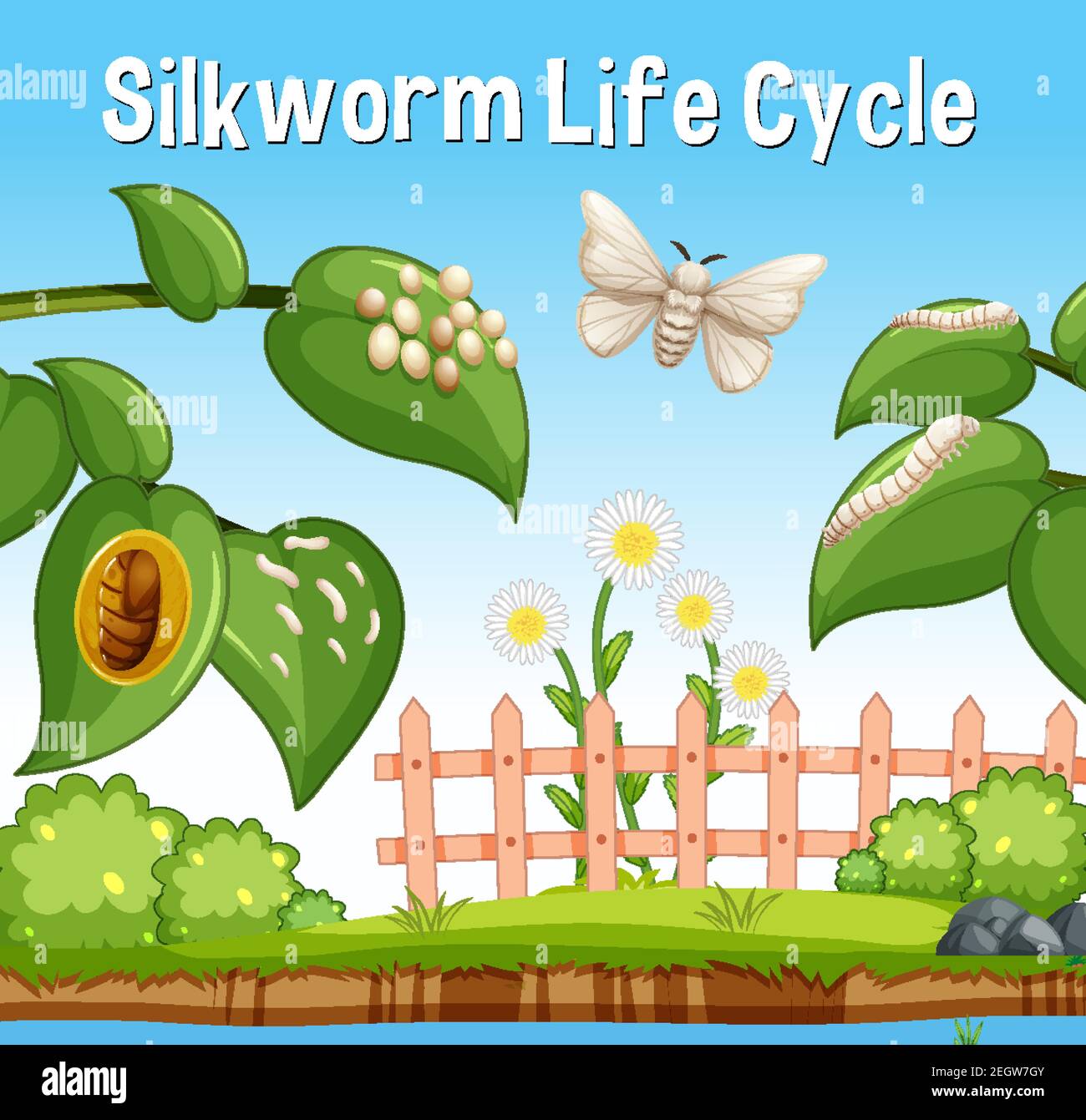 Silkworm Life Cycle font in garden scene illustration Stock Vector ...