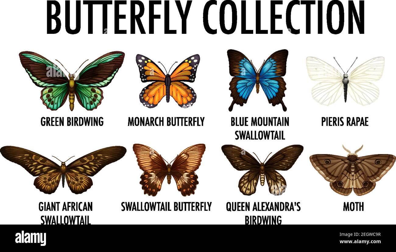 Set of different butterfly collection illustration Stock Vector Image ...