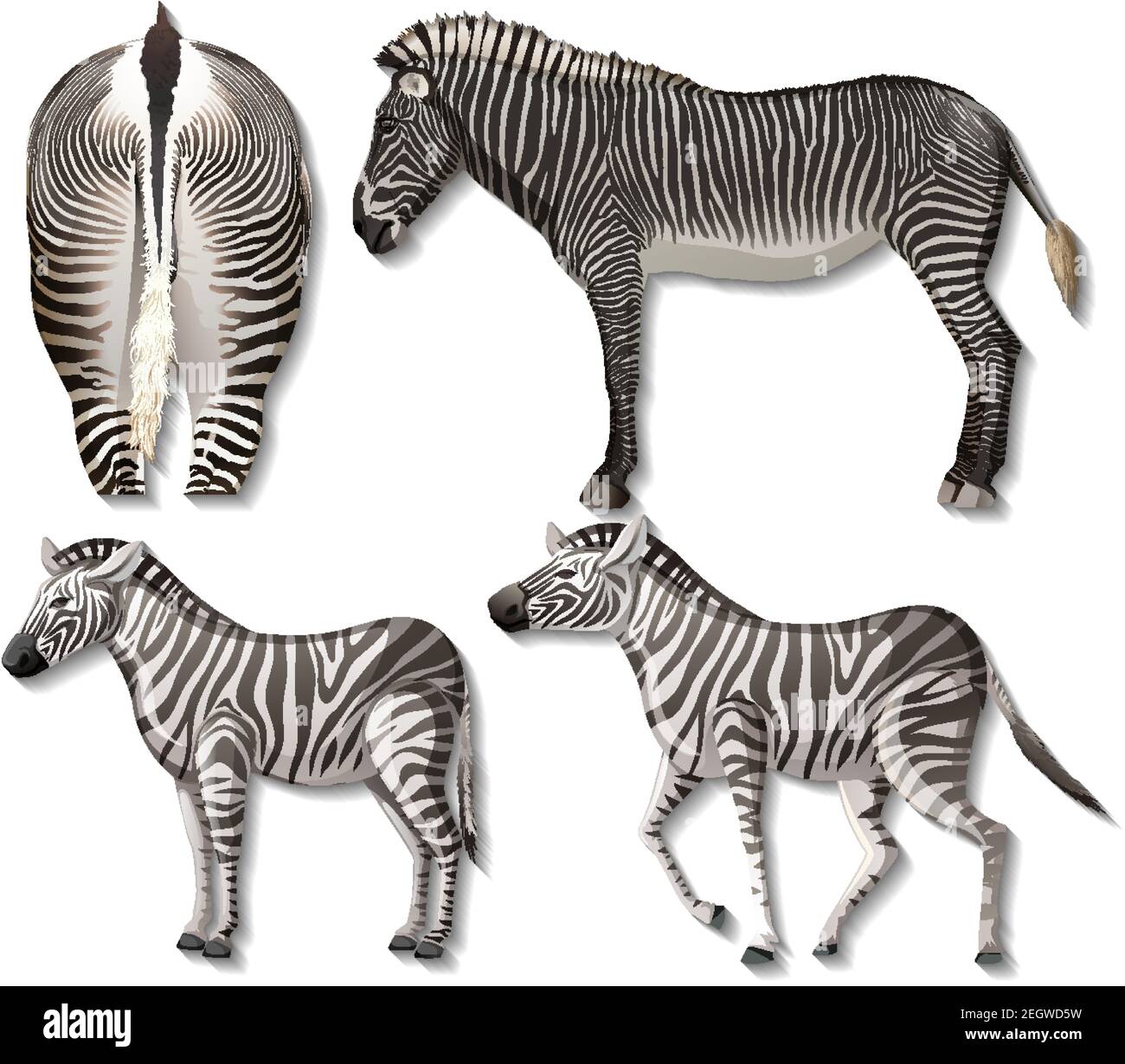 Set of different sides of zebra isolated on white background ...